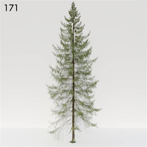 Spruce Tree 3d Model Proxy Dnd