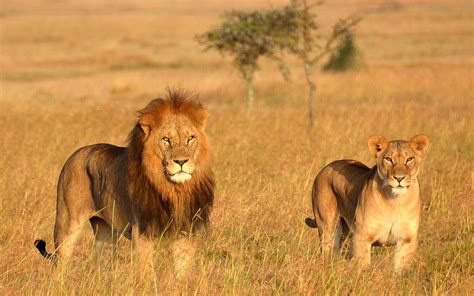 Experience The Lion King Safaris In Kenya And Tanzania