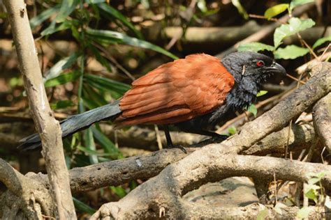 Centropus Chlororhynchos Ati Kukula The Unique Sri Lankan Coucal By Bhanuka Elanka Elanka