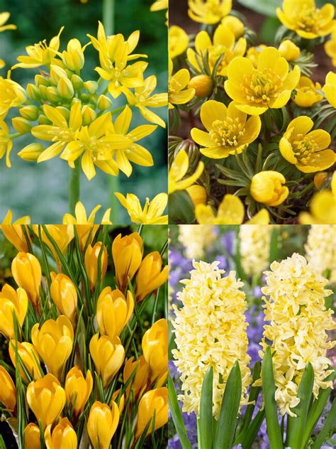 Yellow Perennial Flowers