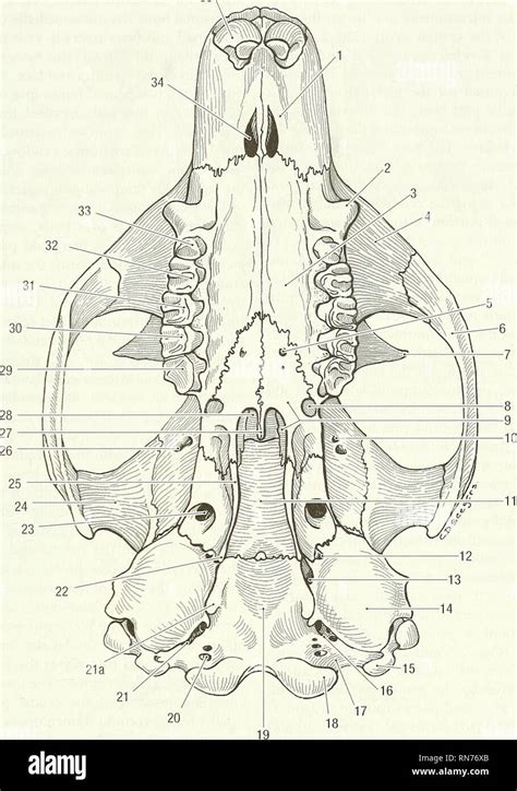 Anatomy Of The Woodchuck Marmota Monax Woodchuck Mammals Chapter