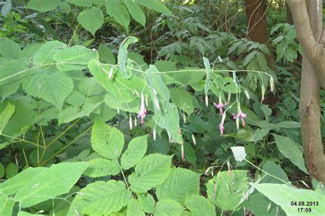 Prénanthe Pourpre Prenanthes Purpurea Fiche Botanique