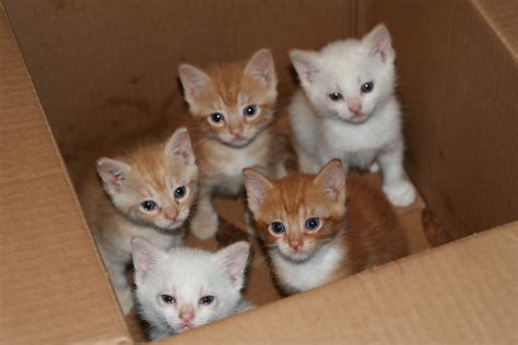 Kittens Now That Is A Box Full Of Kittens Abcrumley Flickr