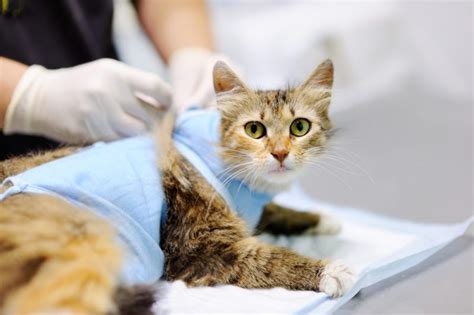 Hemangiosarcoma In Cats Causes Signs And Care Guide Vet Answer Catster