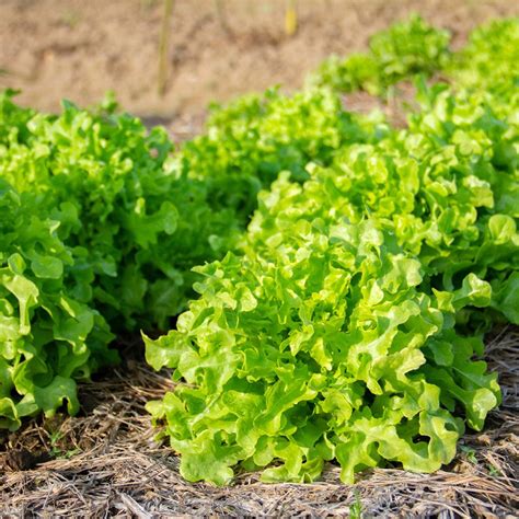 Loose Leaf Lettuce Green Salad Bowl Lactuca Sativa