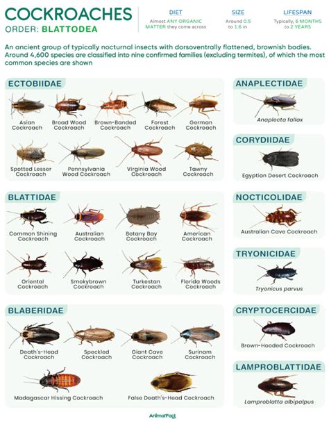 Cockroach Species Size Habitat Lifespan Life Cycle And Predators