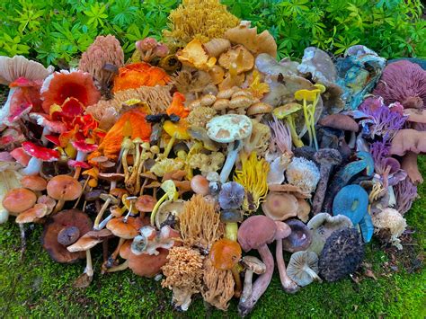 Wisconsin Edible Mushroom Guide Wisconsin Mushrooms Facebook