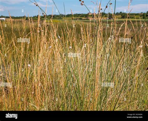 Peloid Medicinal Mud In Nin Town The Zadar County Of Croatia Europe