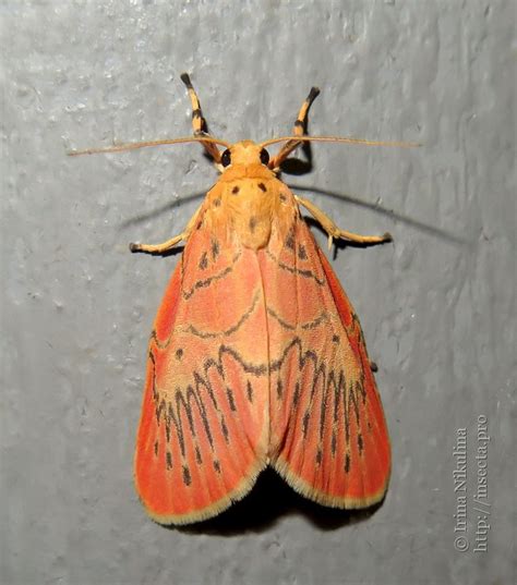 Photo 58972 Miltochrista Aberrans