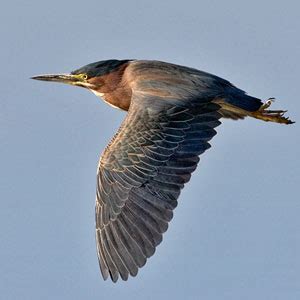 Green Heron Flying