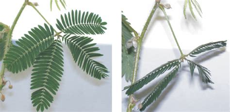 Mimosa Pudica Sensitive Plant A Opened Leaves Before Stimulation