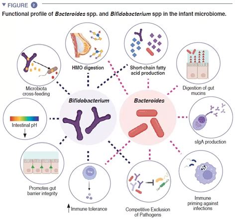 Microbial Colonization As A Determinant Factor For Health During The