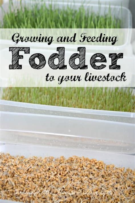 How To Grow Fodder Artofit