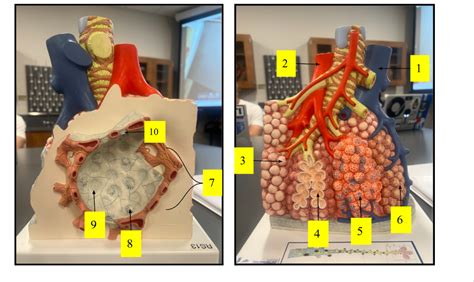 Pulmonary Lobule Model Diagram Quizlet