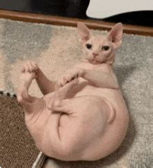 Bald Cat S Tenor