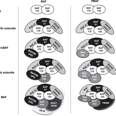 Assembly Of Baf Complexes The Swi Snf Complexes Follow A Sequential Download Scientific