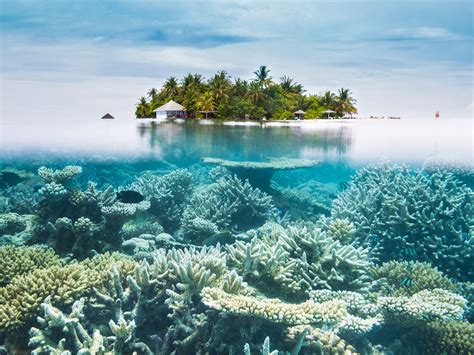 Reef Island