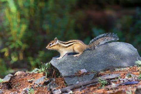 370 Siberian Chipmunk Foto Stok Potret And Gambar Bebas Royalti Istock