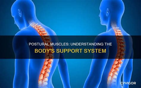 Postural Muscles Understanding The Bodys Support System Cyvigor