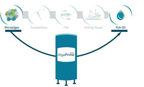 Algae Ingredients Sustainable Algae Based Solutions Corbion
