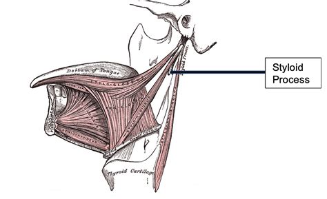 Internal Jugular Vein Dysfunction Jugular Outlet Syndrome Internal