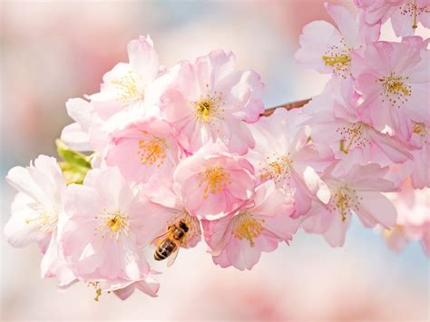 「と、ば、たら、なら」的区别 知乎