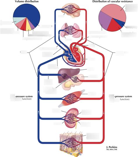 Cardiovascular System Diagram Quizlet