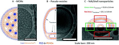 Synthesis And Complex Self Assembly Of Amphiphilic Block Copolymers