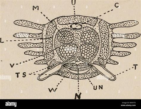 Echinoderms Of Connecticut Ts Xs Fig 10 Diagram Of Transverse