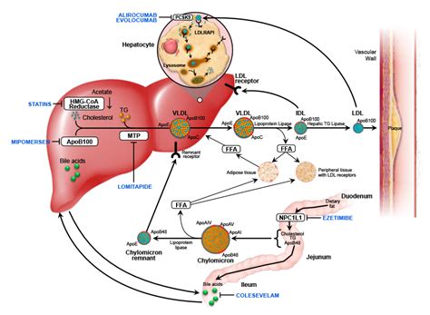 Familial Hypercholesterolemia Mayo Clinic Research