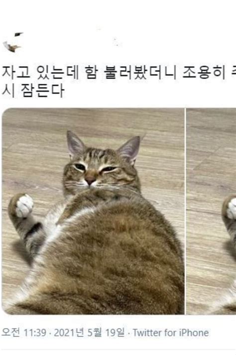귀여운 고양이 밈 당신이 그리워요