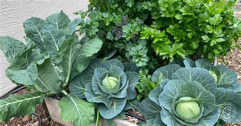 Green Cabbage Plant