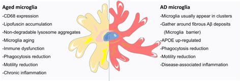 Interplay Between Microglia And Alzheimers Disease—focus On The Most Relevant Risks Apoe