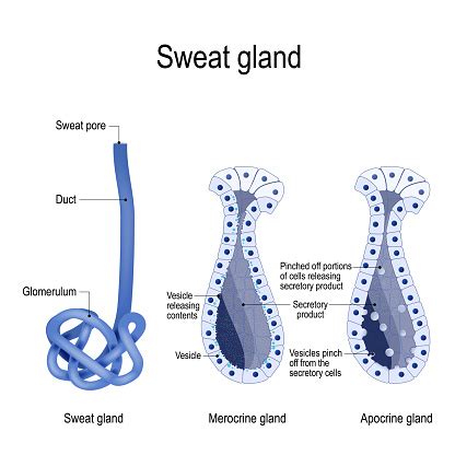 Sweat Gland Merocrine And Apocrine Different Of Manner Of Secretion