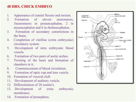 Development Of Chick Embryo Structure Of Egg Cleavages Fate Map And