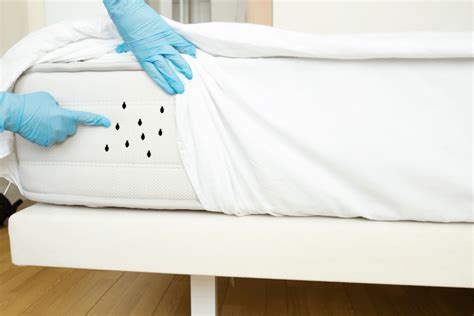 How Fast Do Bed Bugs Reproduce Understanding Bed Bug Multiplication