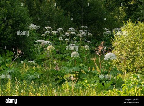 Cow Parsnip Heracleum Sosnowsky Field In Bright Sunset Light In
