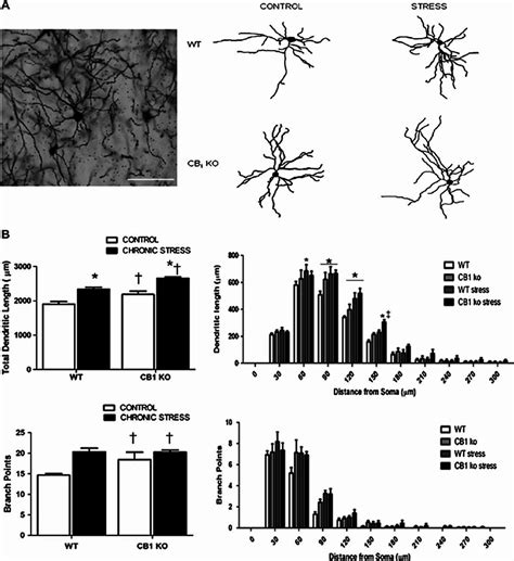 A Representative Photomicrograph Of A Pyramidal Neuron In The Bla Download Scientific