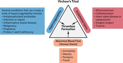 201 Introduction To Clotting And Coagulation Medicine Libretexts