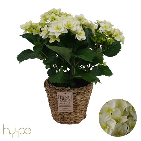 Hydrangea Macrophylla Double Dutch White — Plant Wholesale Floraccess