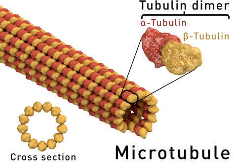 10 Examples Of Proteins In Food And Biology Science Trends