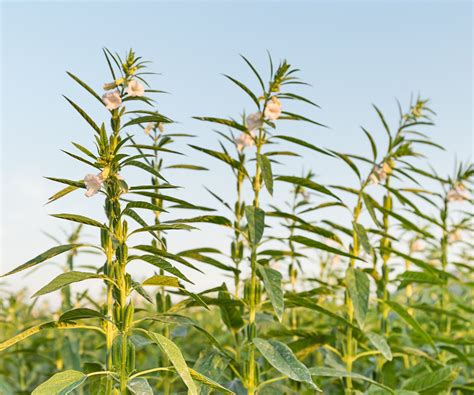 How To Grow Sesame Plants At Home Expert Growing Tips Homes And Gardens