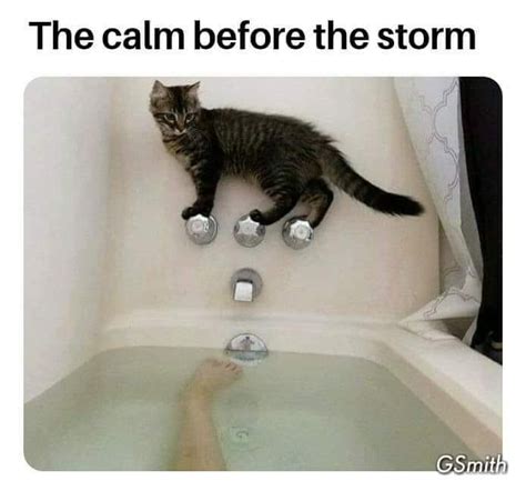 Catastrophe Cat Meme