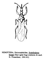 Hemiptera Images