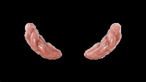 3d Anatomy Model Of Urinary Bladder Prostate And Seminal Vesicles