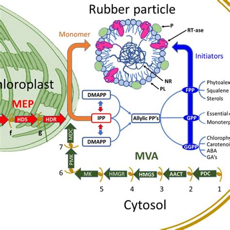 A New Schematic Model Of The Rubber Transferase Complex Rt‐ase