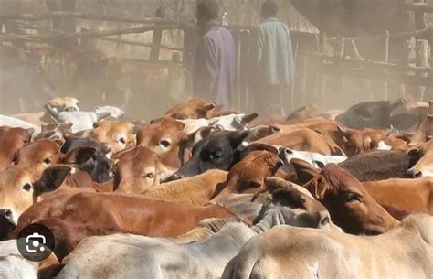 Chabota Miyoba On Linkedin Albert Einsteins Assertion Education Is