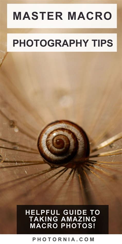 How To Do Macro Photography In Easy Steps Macro Photography Tips Macro Photography Macro Photos