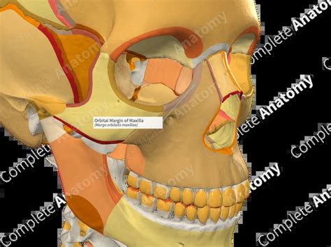 Infraorbital Margin Maxilla Easy Anatomy 3d