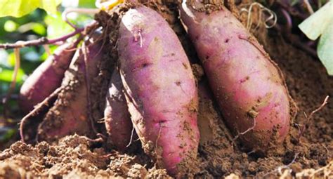 39 Types Of Sweet Potatoes A To Z Photos Butter N Thyme
